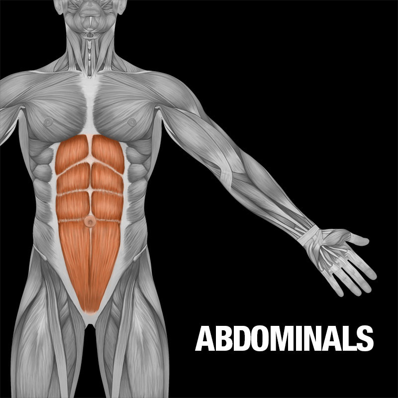 Muscle Groups Explained | Mirafit