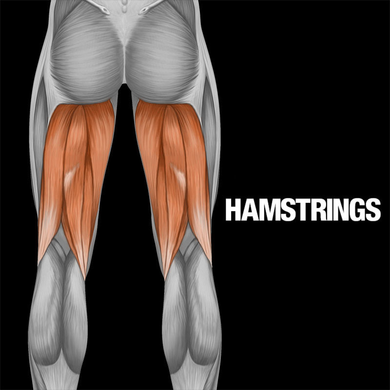 Muscle Groups Explained | Mirafit