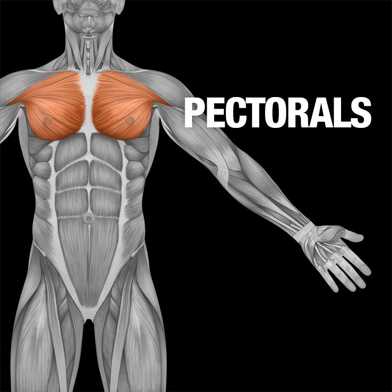 Muscle Groups Explained | Mirafit