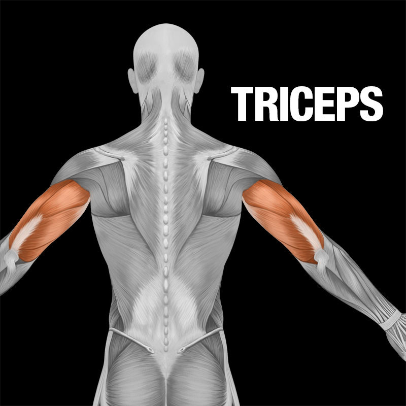 Muscle Groups Explained | Mirafit